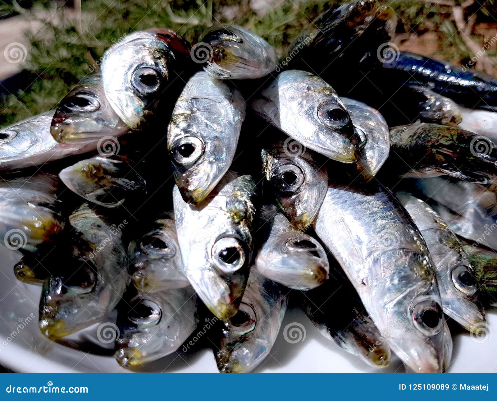 Fresh sardines stock image. Image of ocean, group, dinner - 125109089