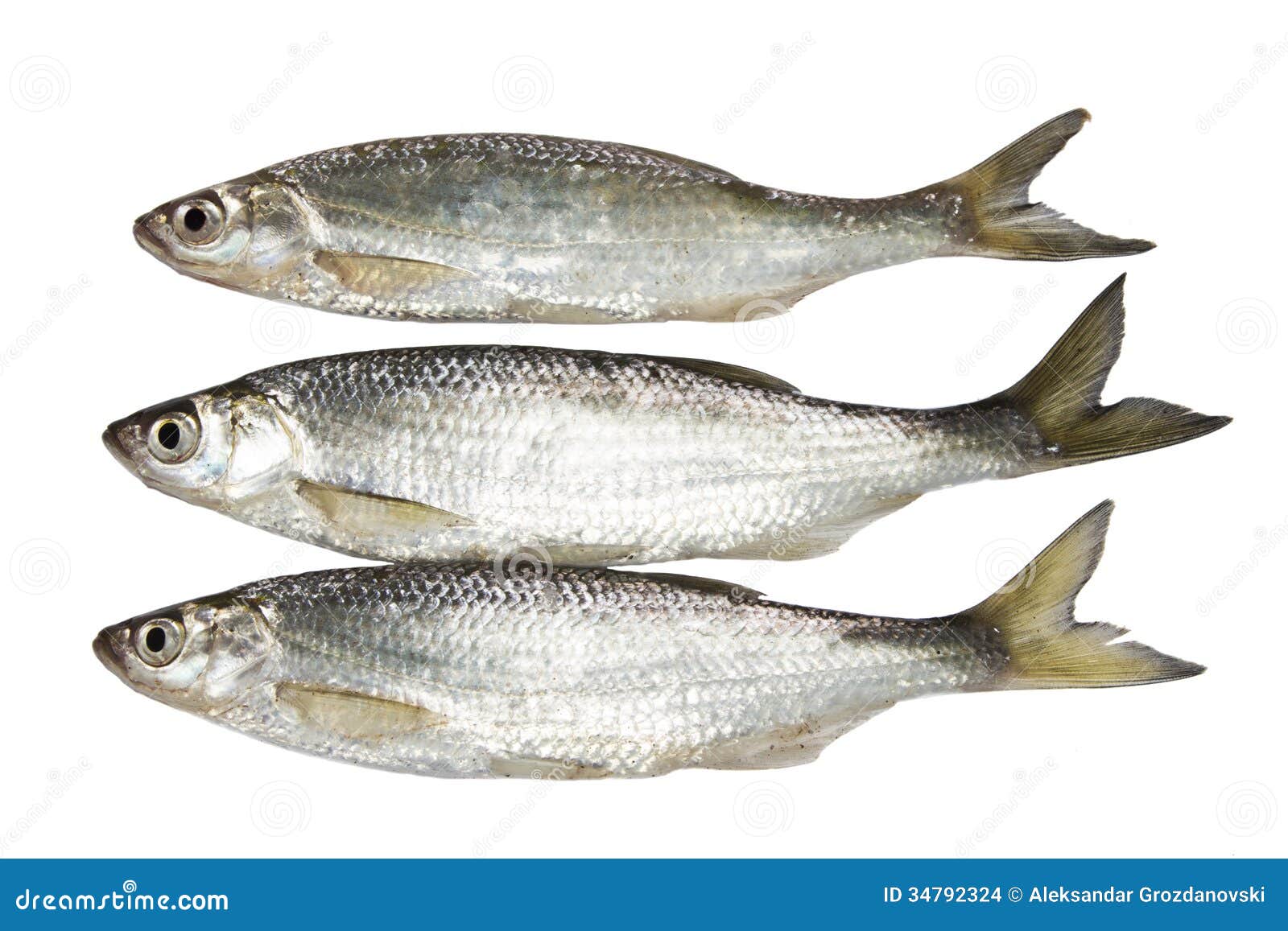 Fresh raw sardines stock photo. Image of horizontal, food - 34792324