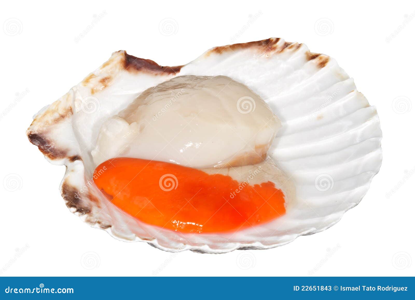 Fresh Raw Scallop stock image. Image of fresh, delicious - 22651843