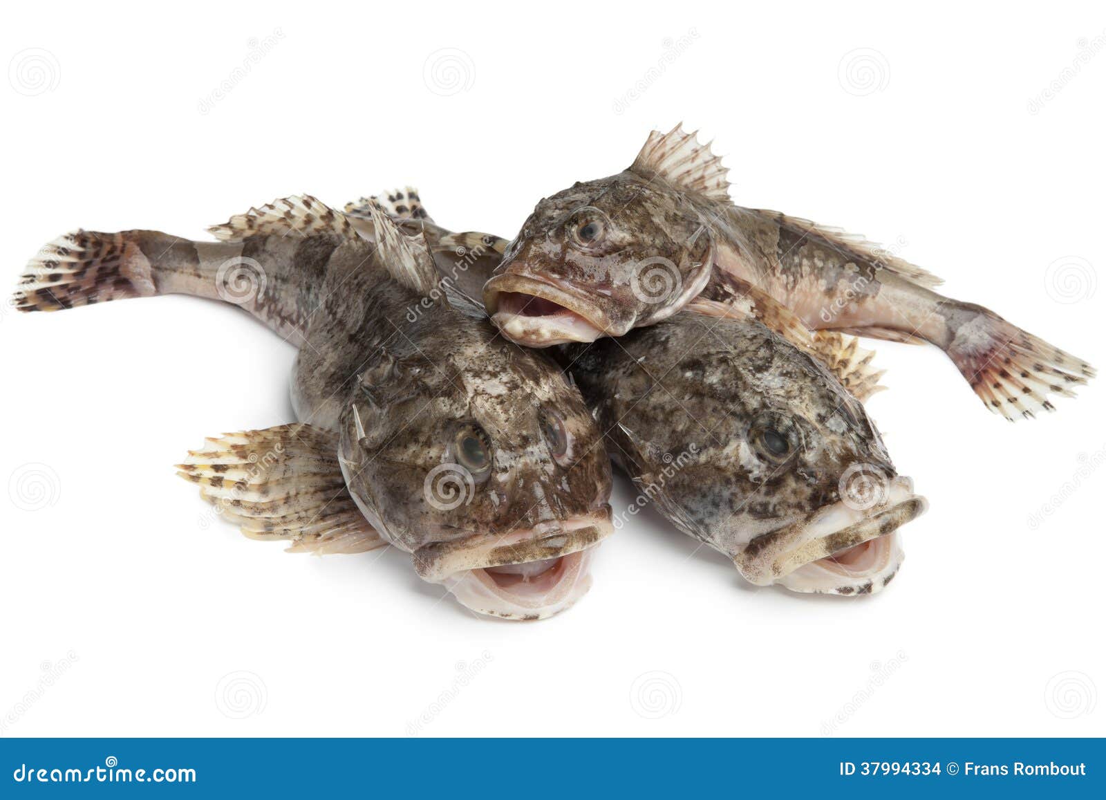 Cottidae Stock Photos - Free & Royalty-Free Stock Photos from Dreamstime