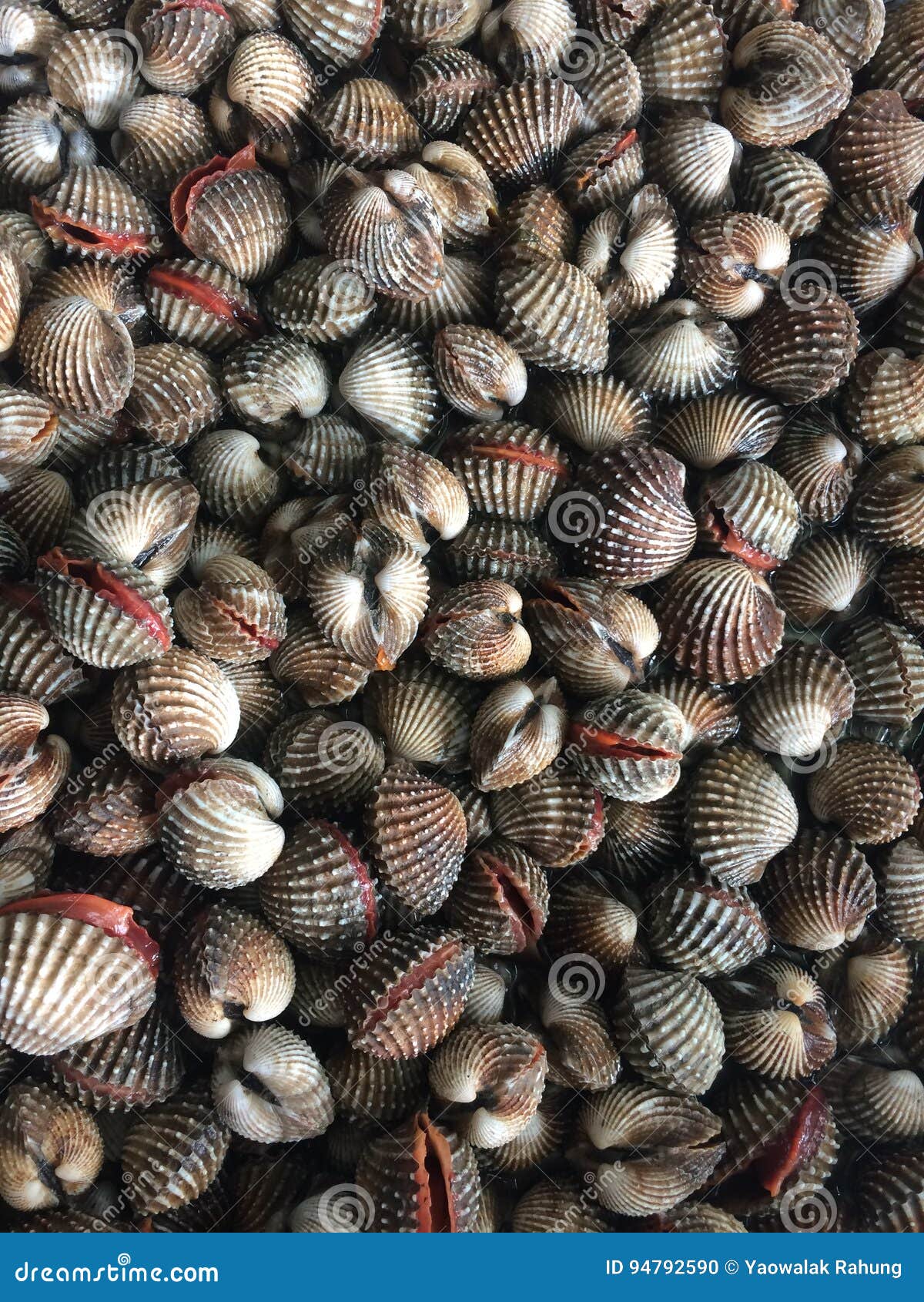 Fresh raw shellfish stock photo. Image of cooking, gourmet - 94792590