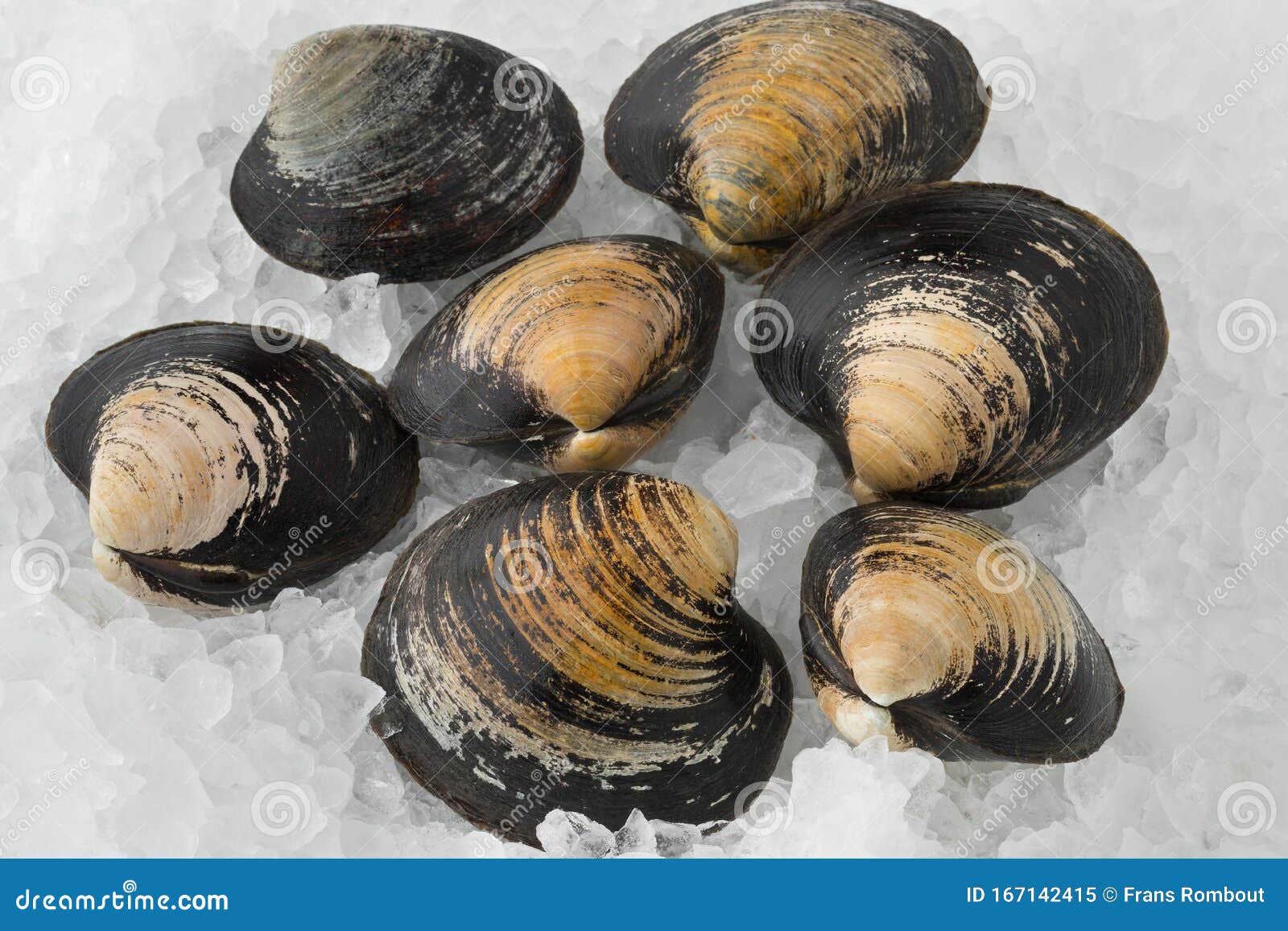 Fresh Raw Spisula Solida, Surf Clams Stock Photography | CartoonDealer ...