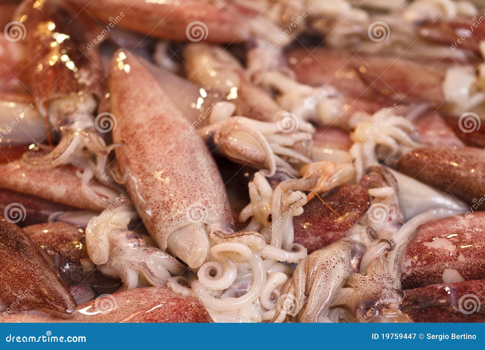 Fresh raw squid stock image. Image of agriculture, aquatic - 19759447