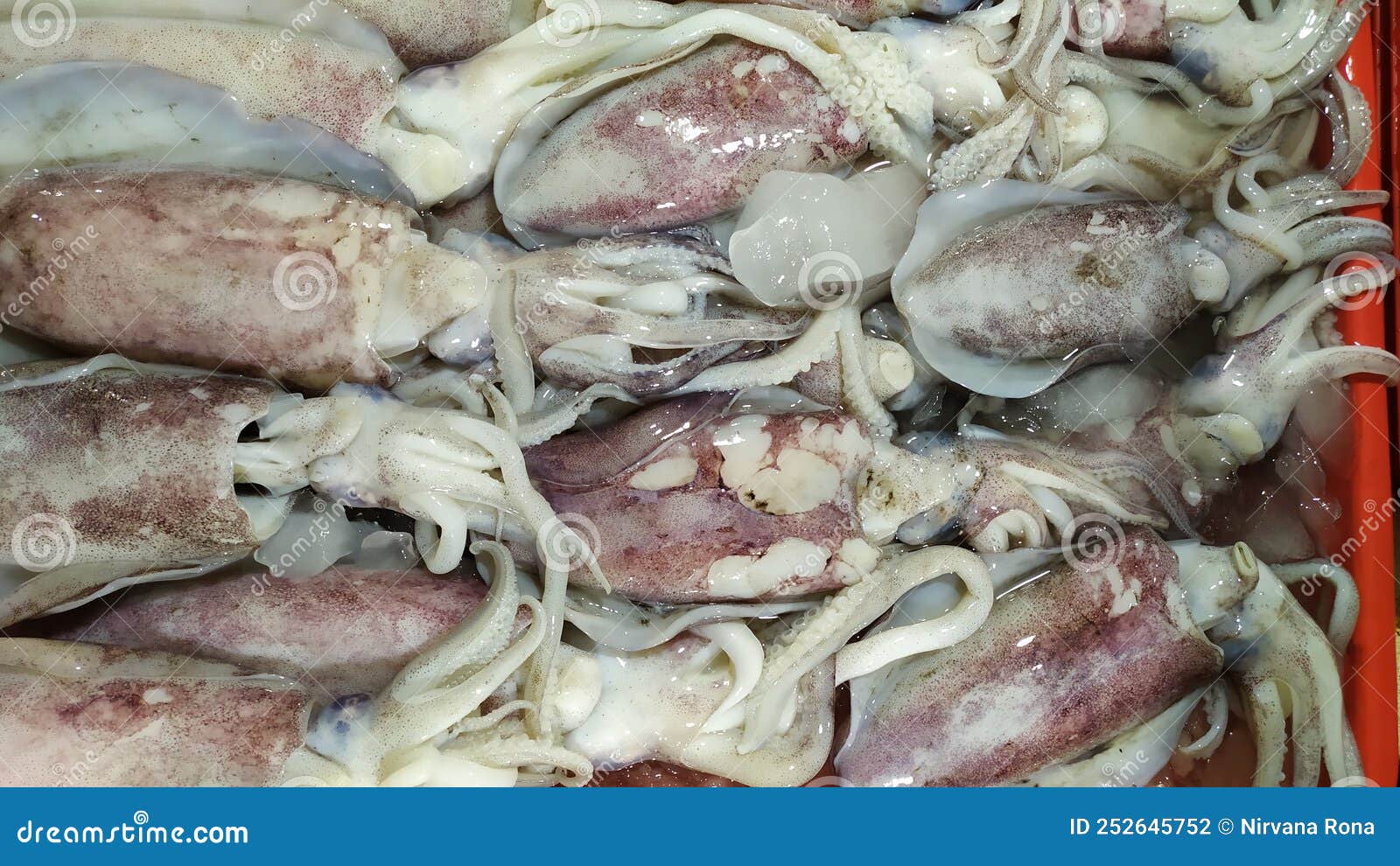 Fresh Squid in Fish Market Ready for Sale at the Market Fish Stock ...