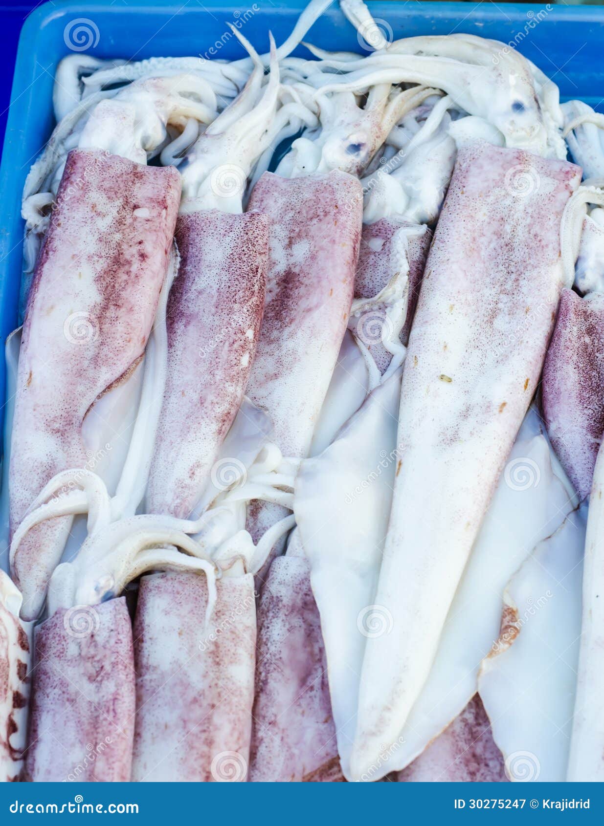 Squid stock image. Image of fresh, squid, fish, seafood - 30275247