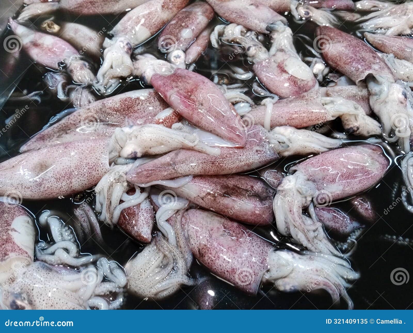 Fresh Raw Squid Sold at the Fish Market. Stock Image - Image of store ...