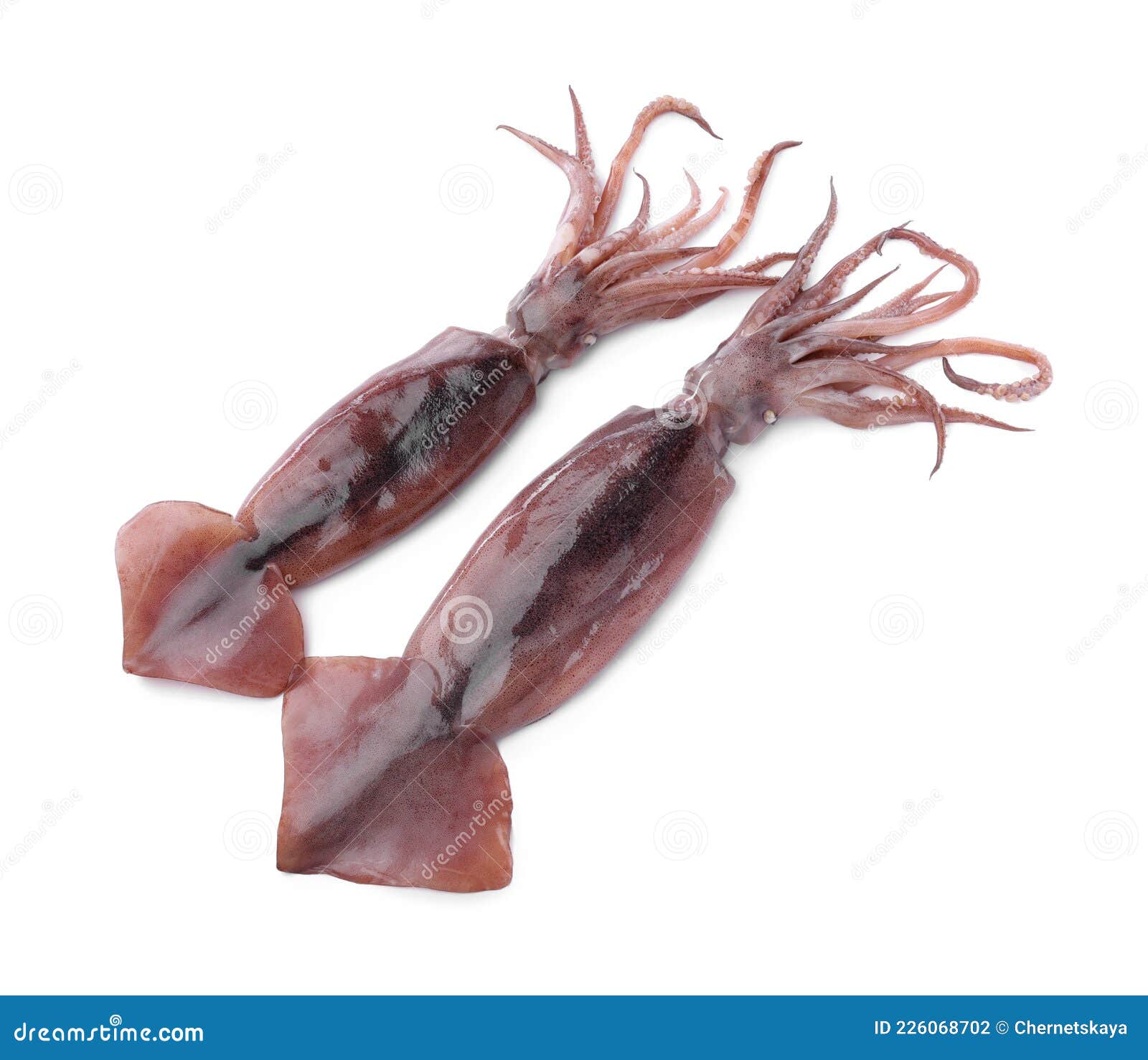 Fresh Raw Squids on White Background, Top View Stock Photo - Image of ...