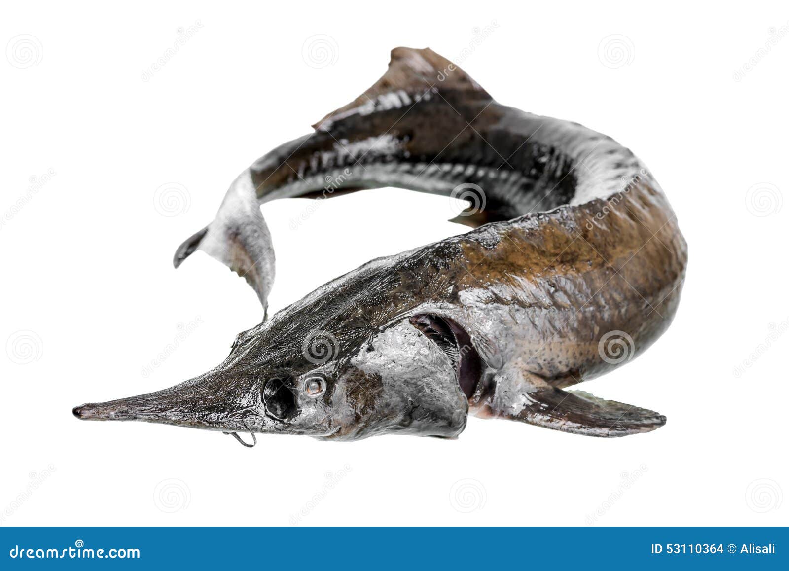 Fresh Raw Sturgeon Fish is Isolated on White Background, Stock Photo ...