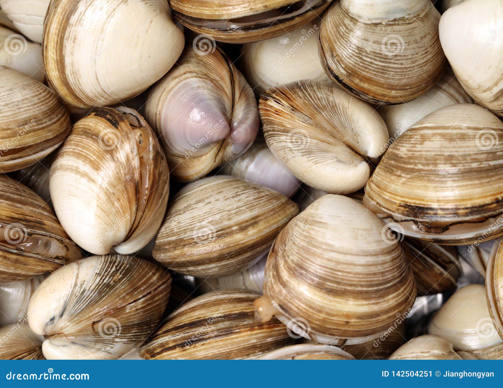 Fresh Raw Surf Clam Frame Stock Photos - Free & Royalty-Free Stock ...