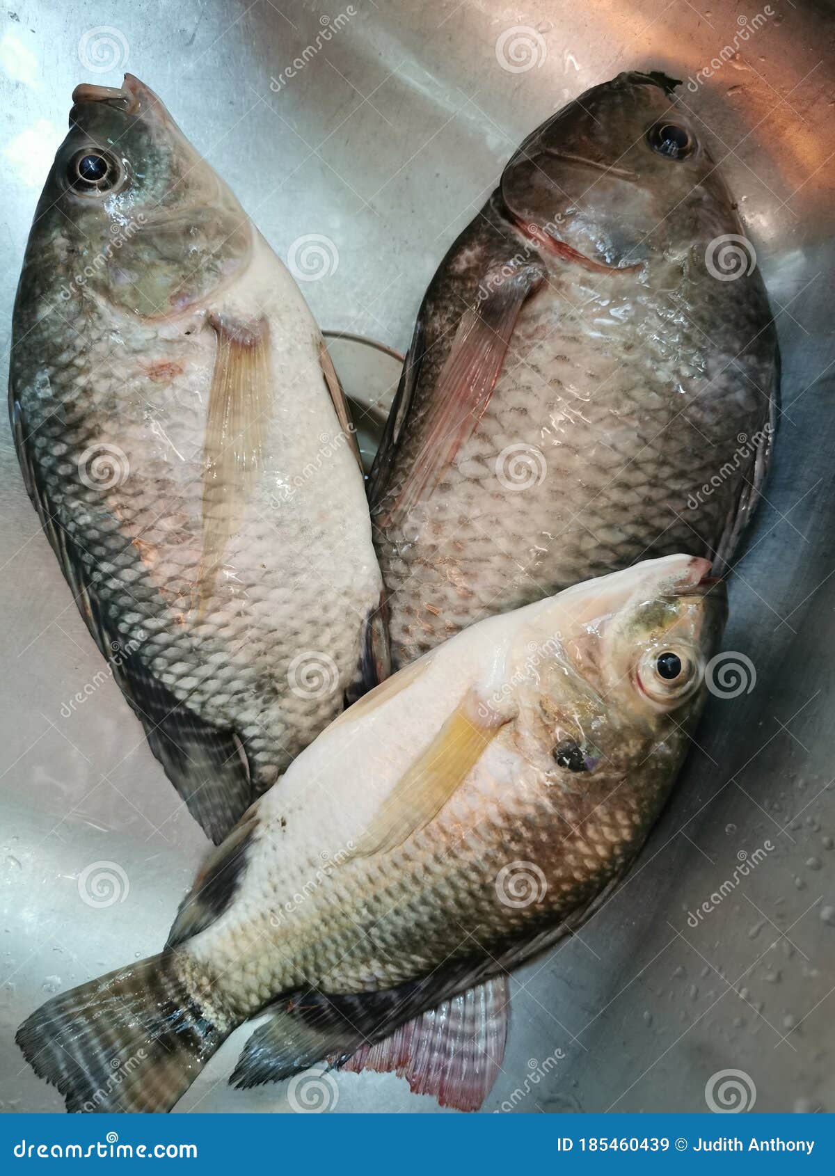 Fresh Raw Talapia Fish from the Market. Stock Image - Image of ...