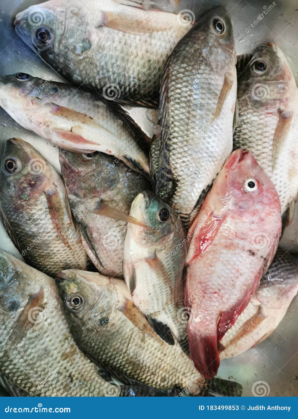 Fresh Raw Talapia Fish on the Sink. Stock Image - Image of invertebrate ...
