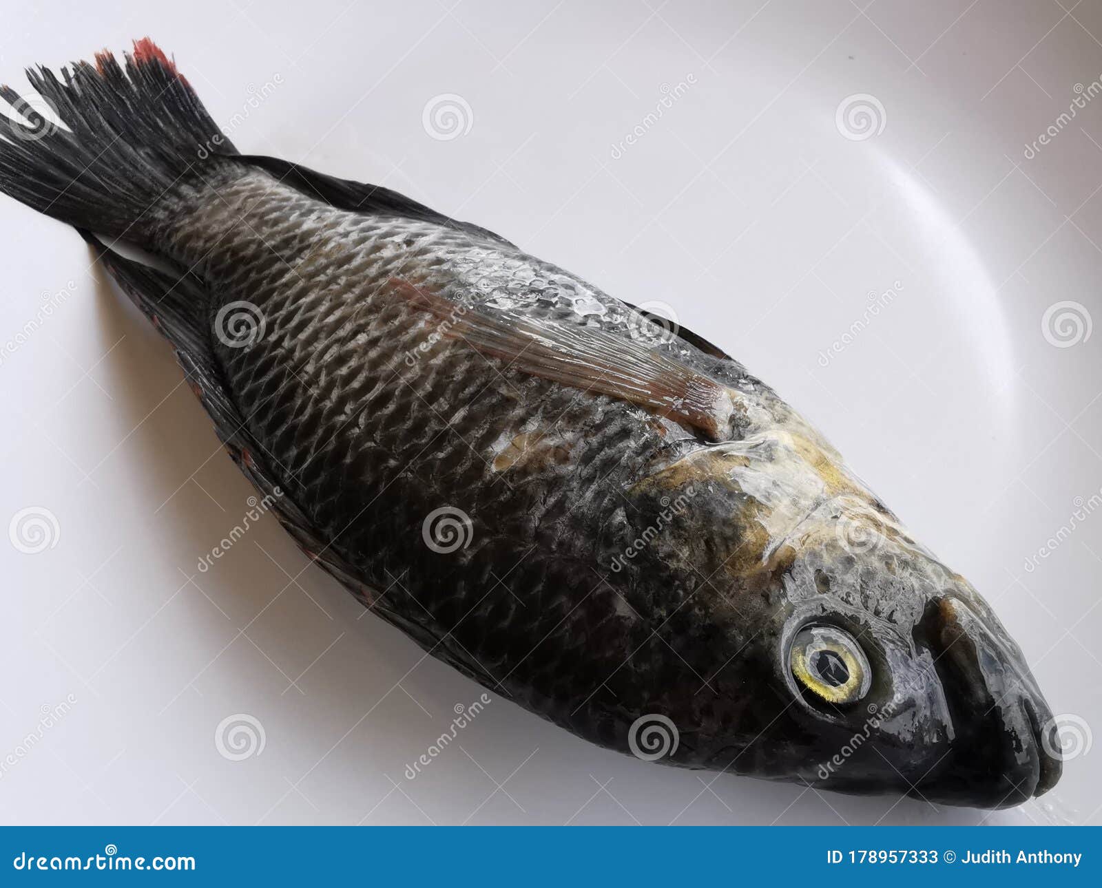 Fresh Raw Talapia Fish on White Plate. Stock Image - Image of talapia ...