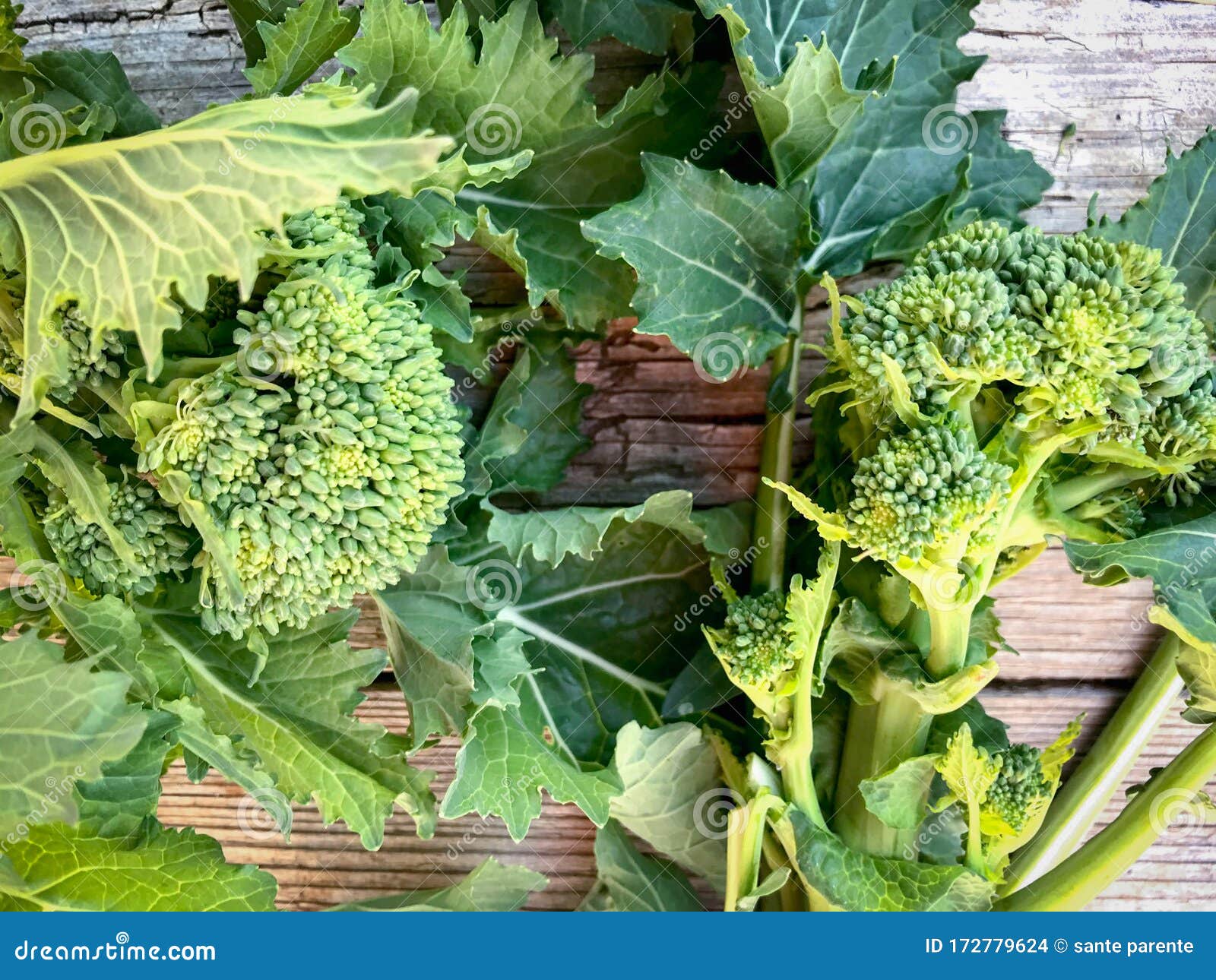 Fresh raw turnip tops stock photo. Image of plant, food - 172779624