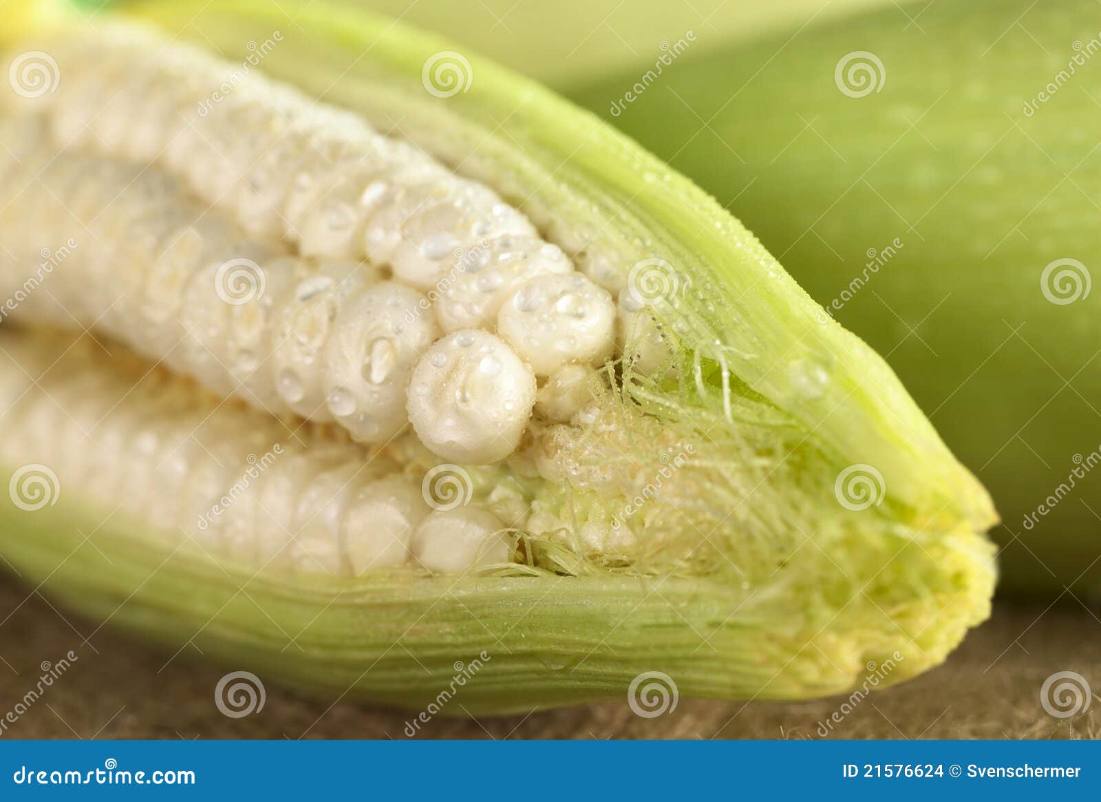 Fresh Raw White Sweet Corn stock photo. Image of focus - 21576624