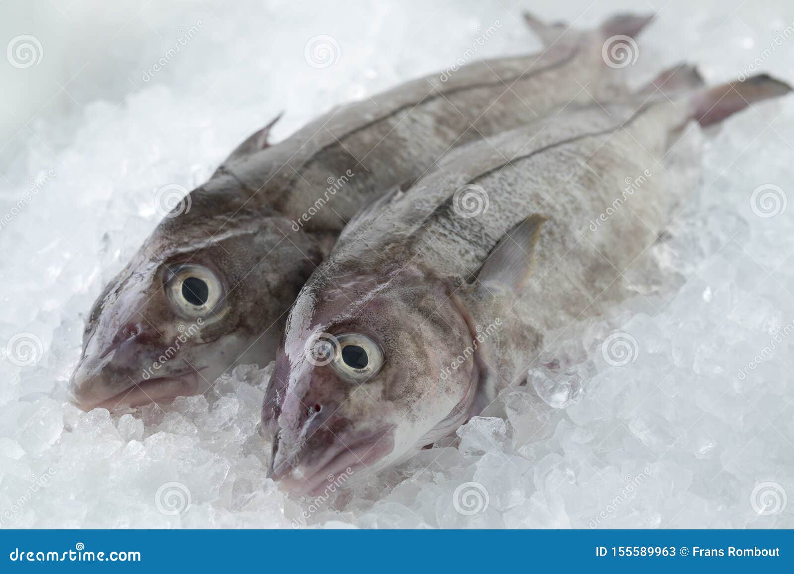 Fresh Raw Whole Haddock Fish Stock Image - Image of food, organic ...