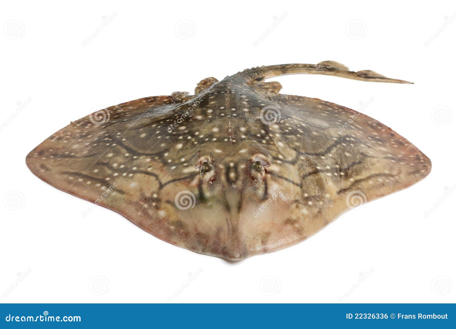 Fresh Ray Fish Royalty Free Stock Image - Image: 22326336