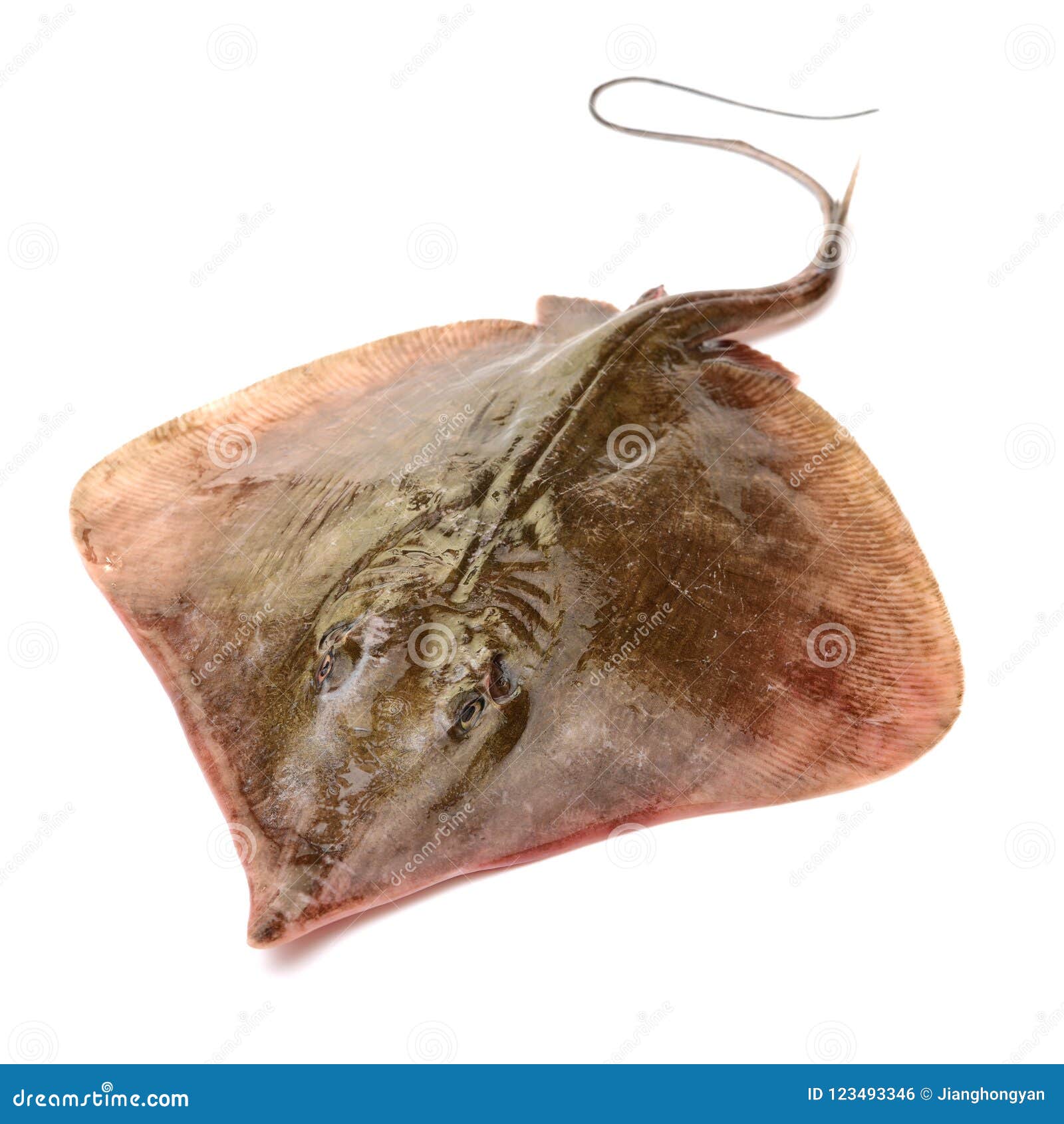 Fresh ray fish stock photo. Image of flat, freshness - 123493346