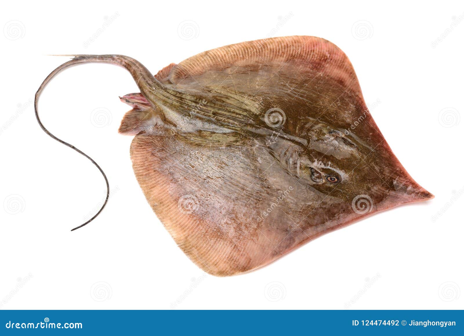 Fresh ray fish stock photo. Image of freshness, animal - 124474492