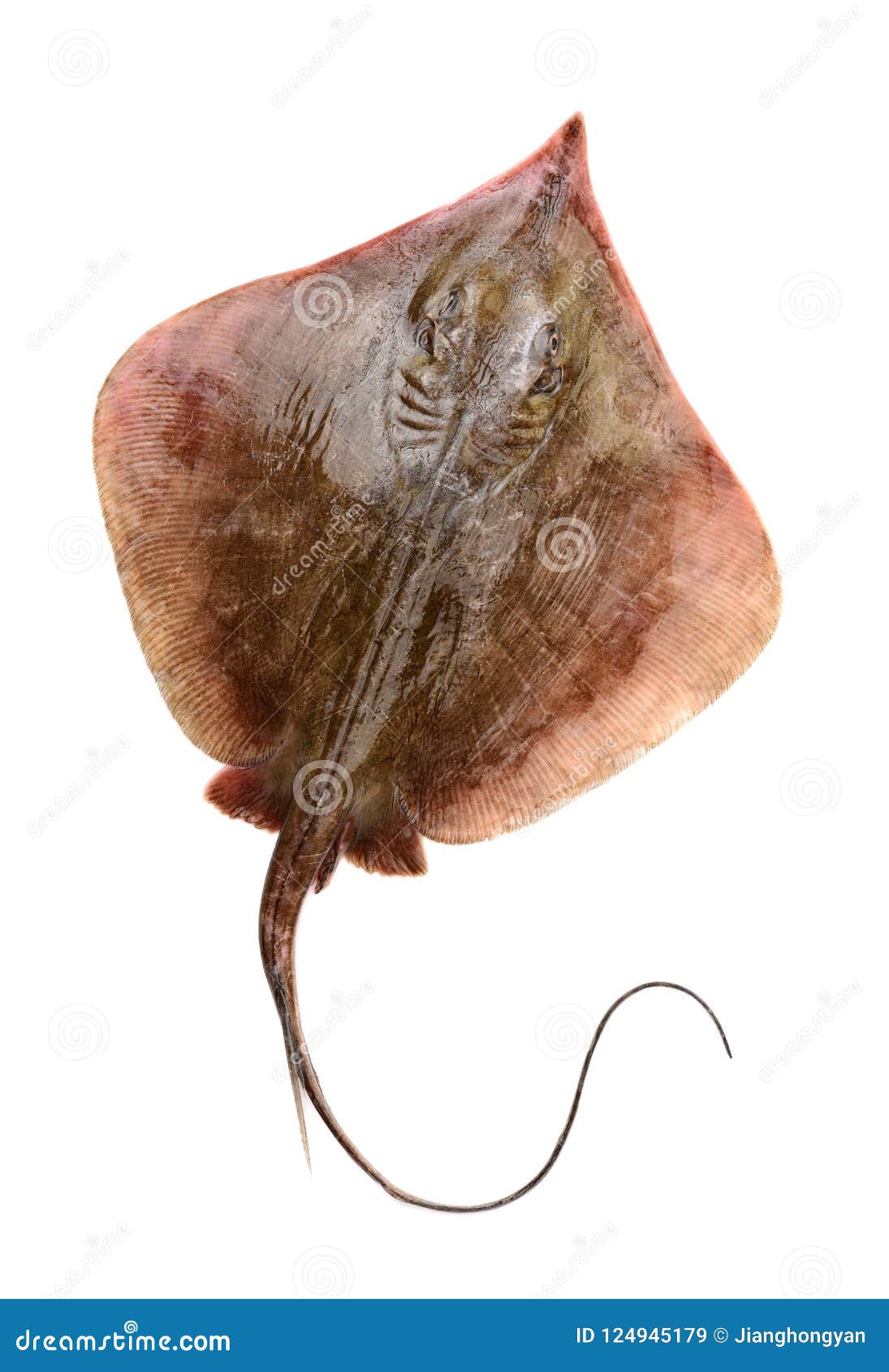 Fresh ray fish stock image. Image of fruit, isolated - 124945179