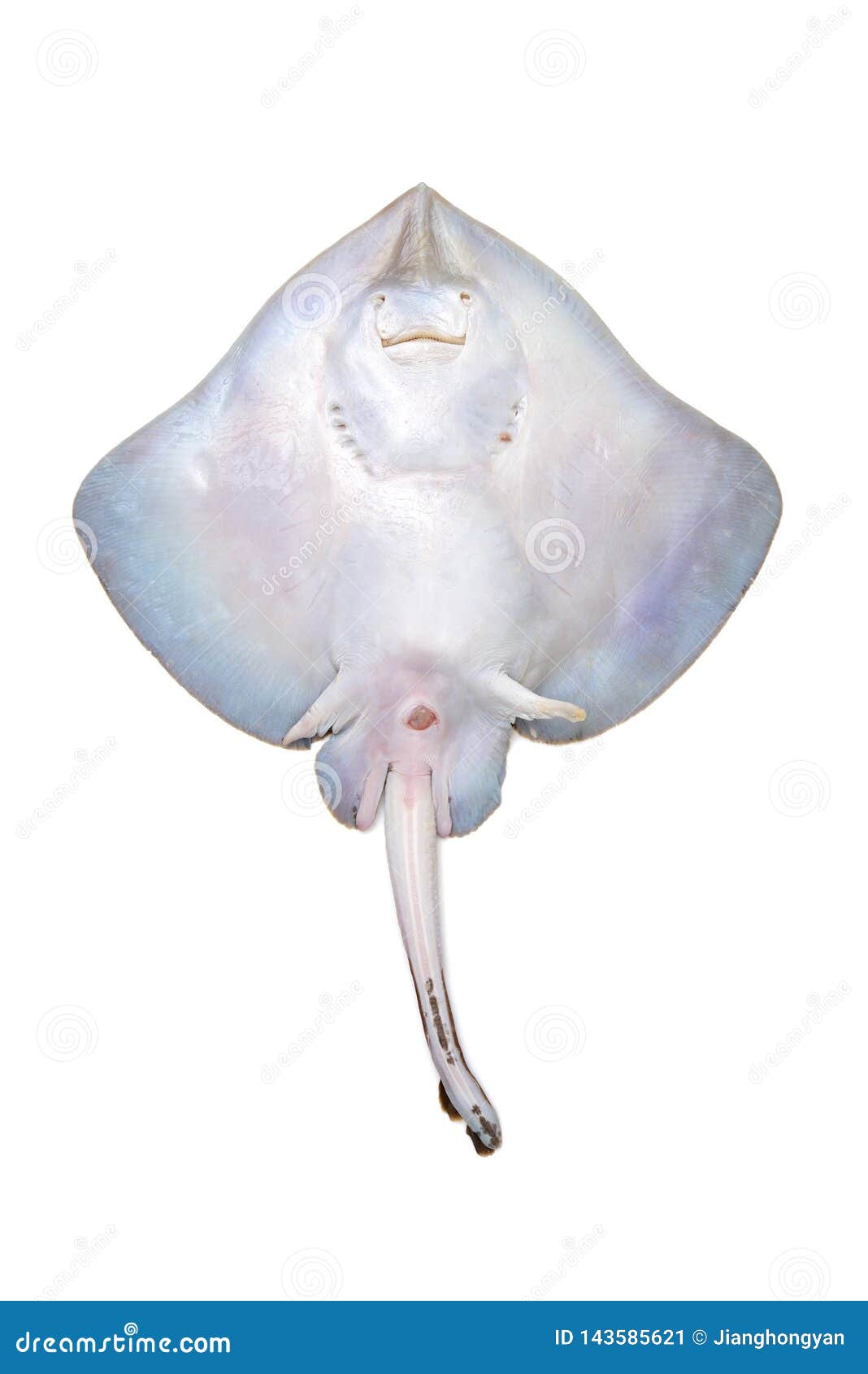 Fresh ray fish stock image. Image of scavenger, life - 143585621