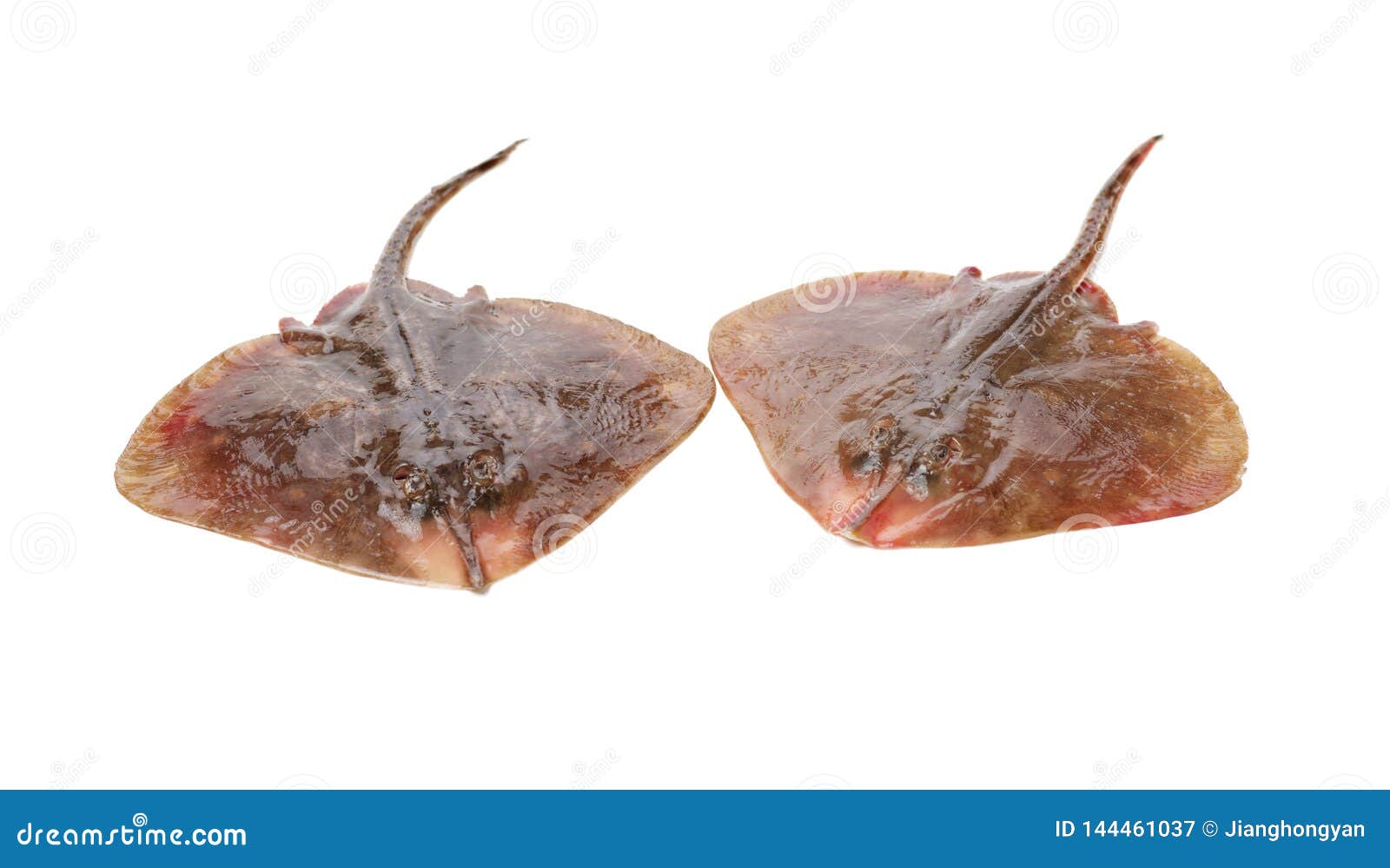 Fresh ray fish stock image. Image of stealth, marine - 144461037