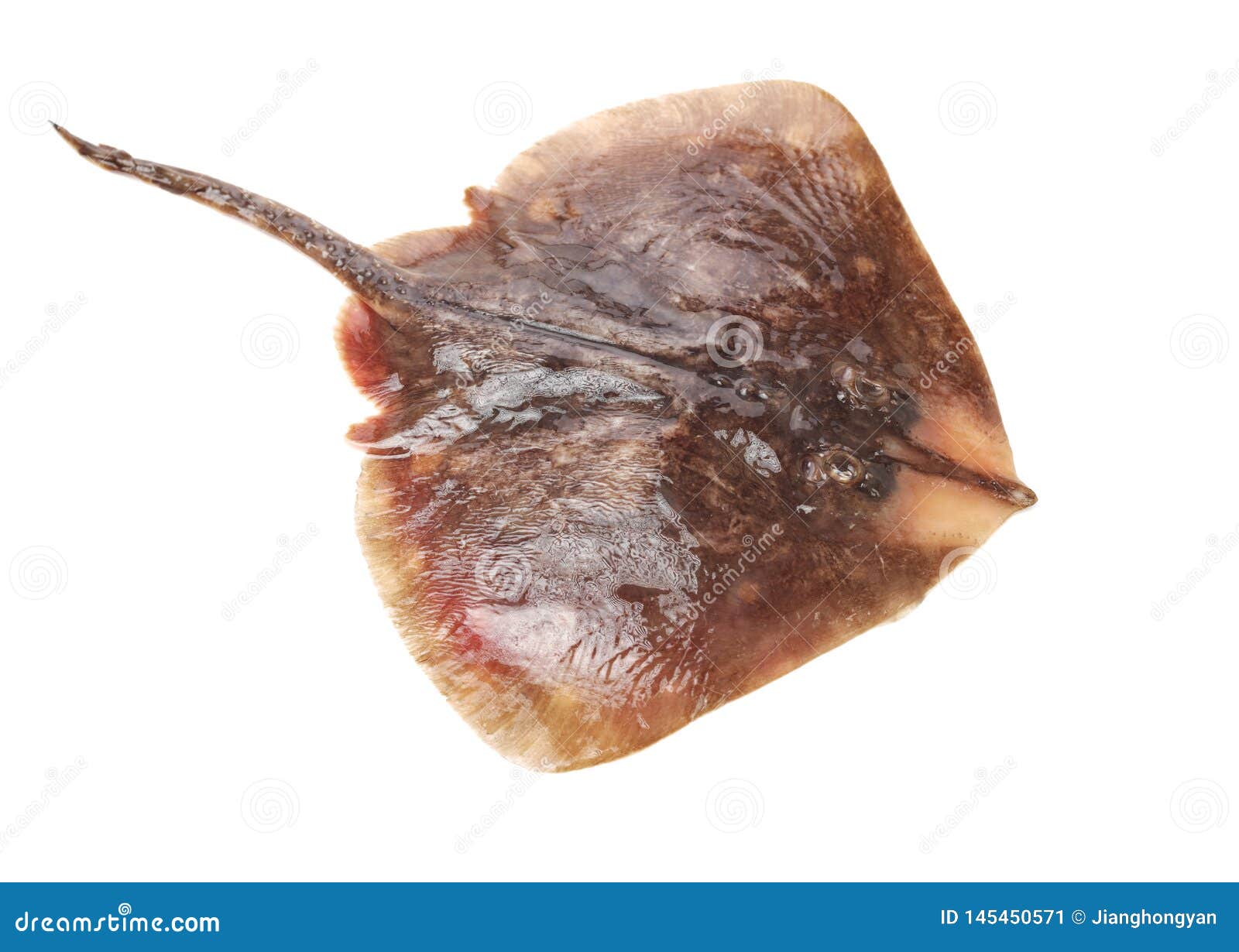 Fresh ray fish stock image. Image of brown, marine, single - 145450571