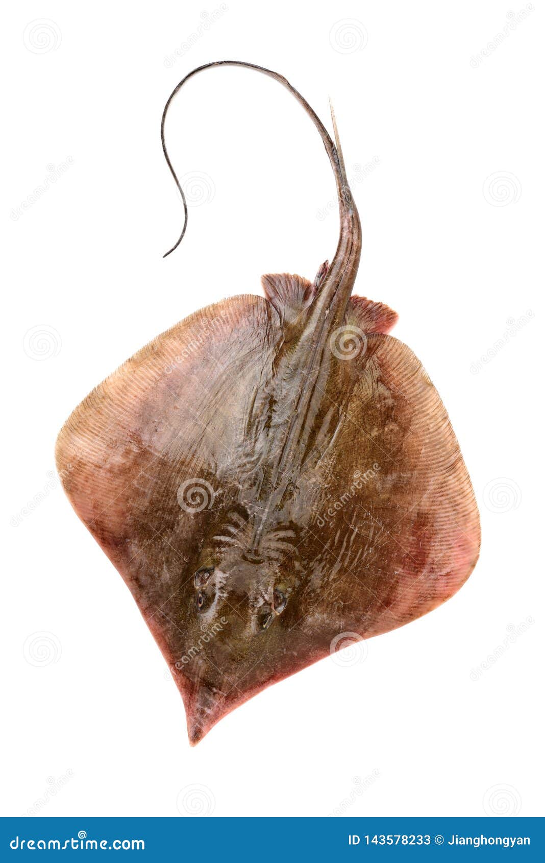 Fresh ray fish isolated stock image. Image of single - 143578233