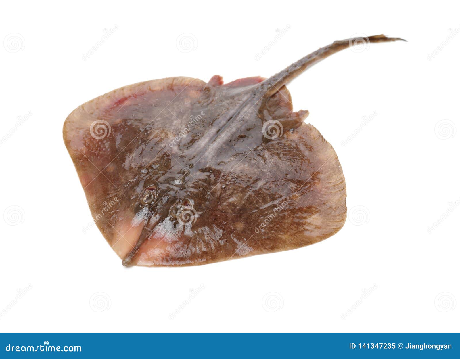 Fresh ray fish isolated stock image. Image of spines - 141347235