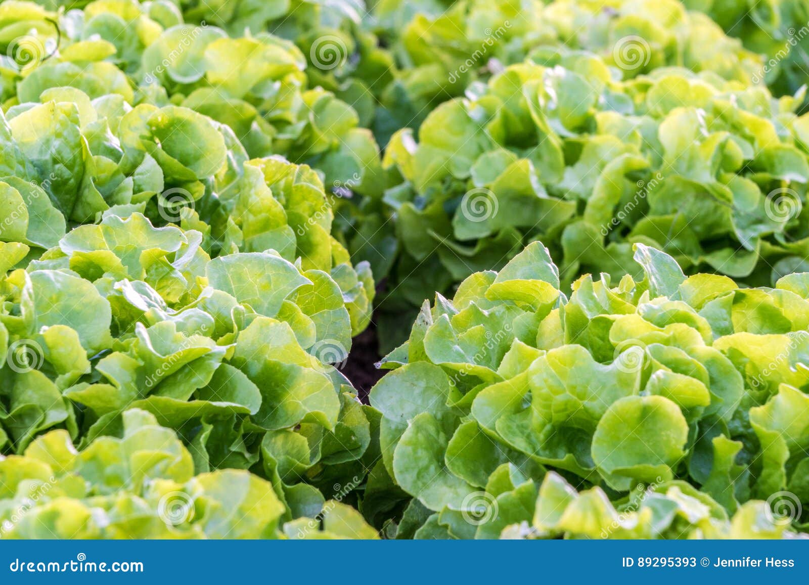 Fresh and Ready stock image. Image of plants, organic - 89295393