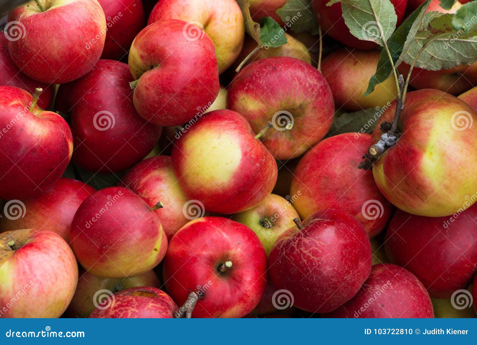 Fresh red aplles stock photo. Image of view, autumnal - 103722810