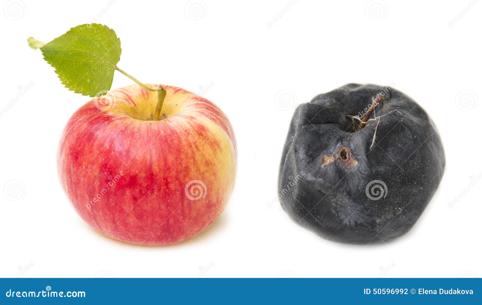 Fresh Red Apple and Rotten Apple Old Stock Photo - Image of leaf ...