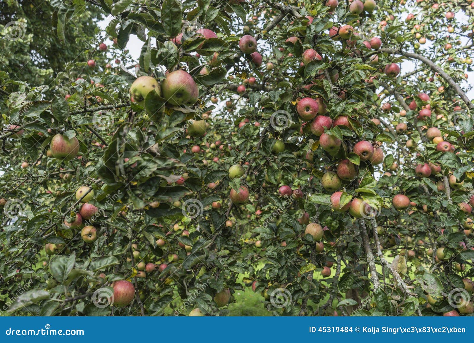 Fresh red apple on a tree stock photo. Image of crisp - 45319484