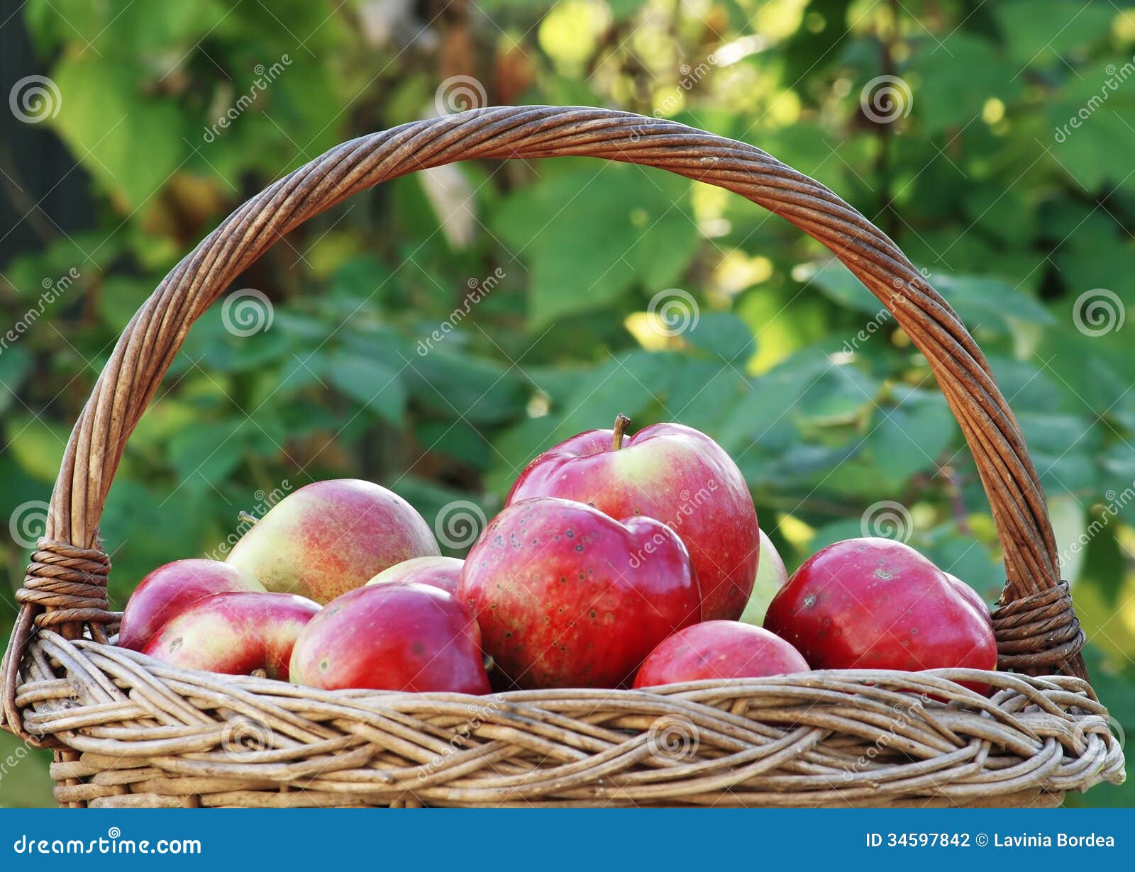 Fresh red apples stock photo. Image of green, nature - 34597842