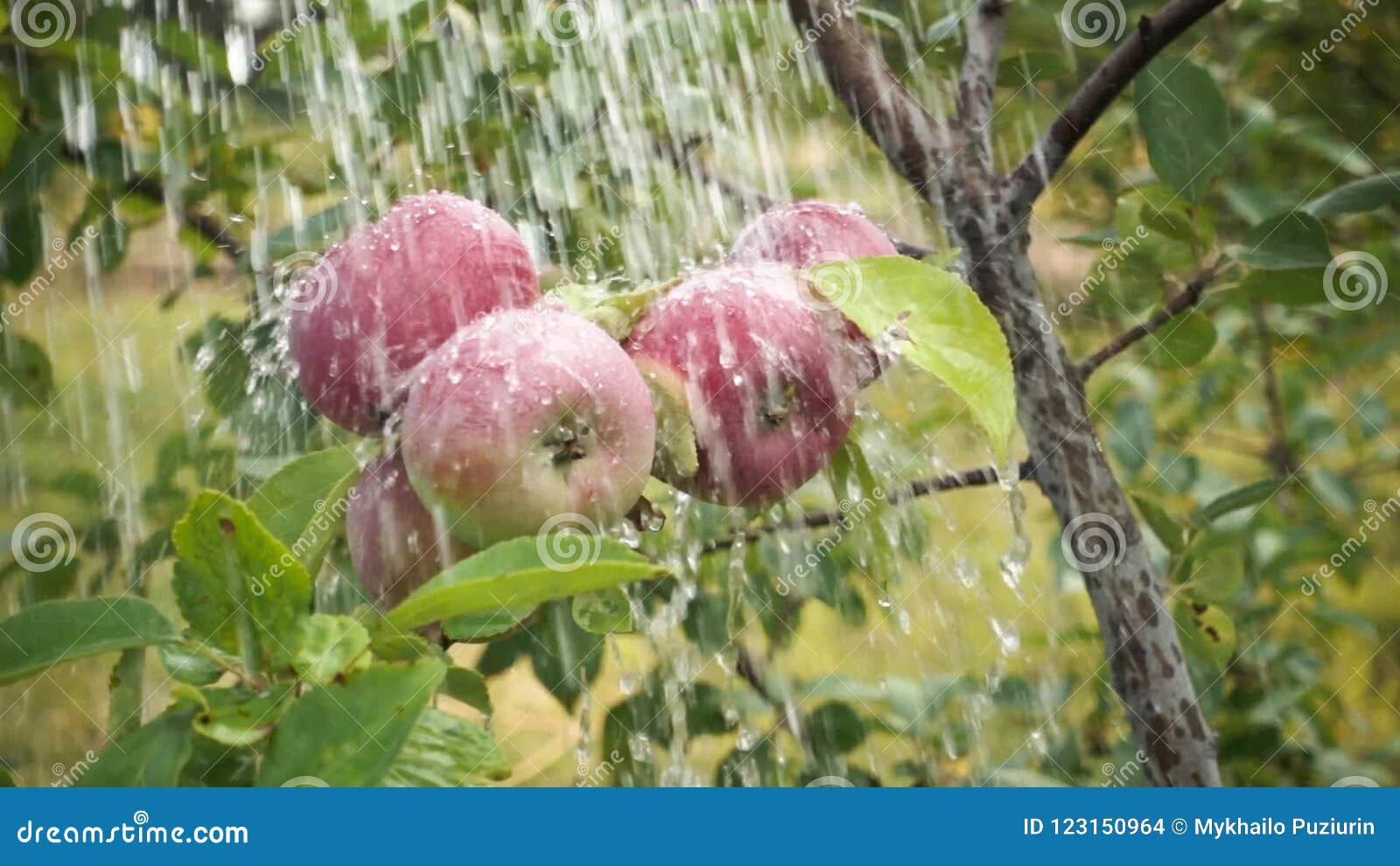 Fresh Red Apples on Branches of an Apple Tree after Summer Rain Stock ...