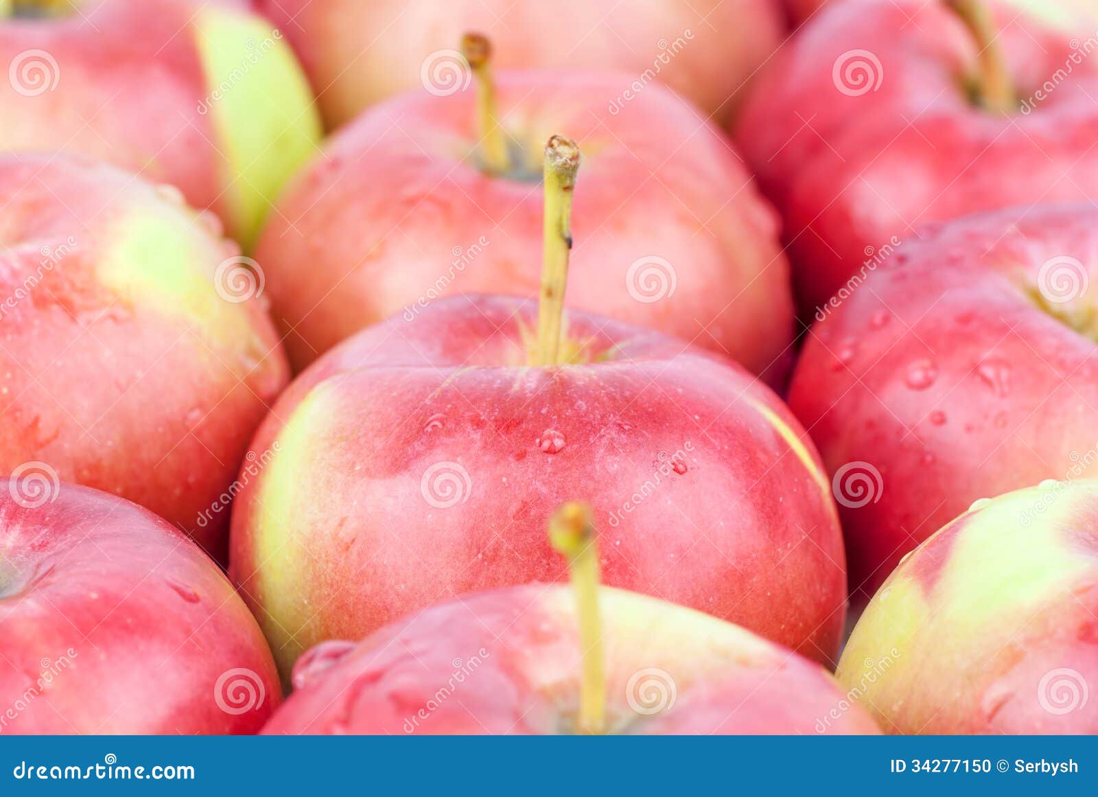 Fresh red apples closeup stock photo. Image of fruit - 34277150