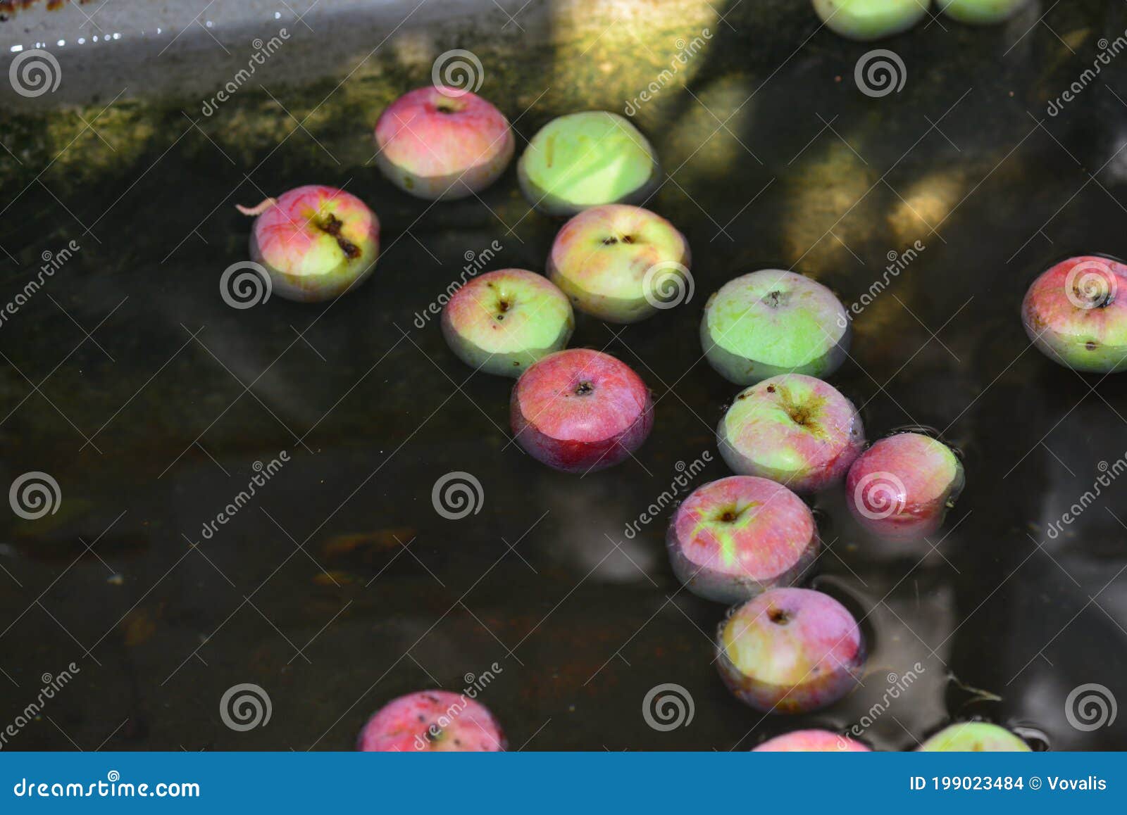 Fresh Red Apples Floating on Water in Container Stock Photo - Image of ...