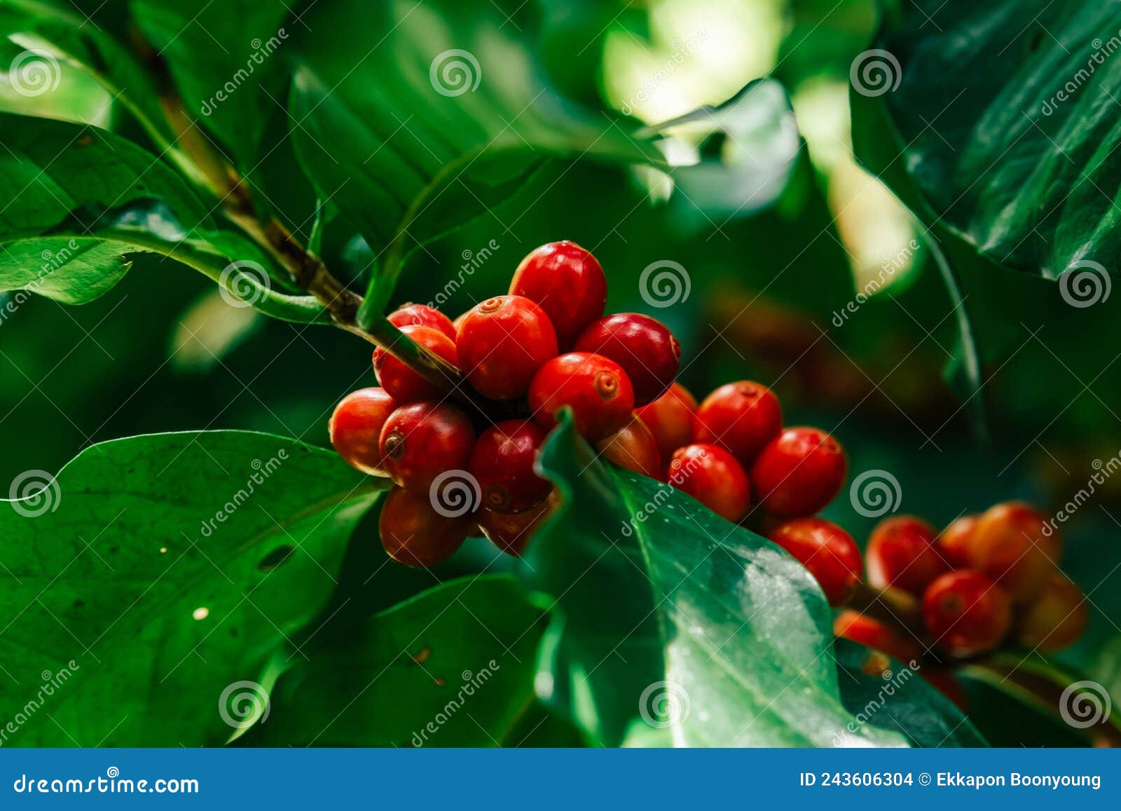 Fresh Red Arabica Cherry Coffee Beans with Coffee Trees Stock Photo ...
