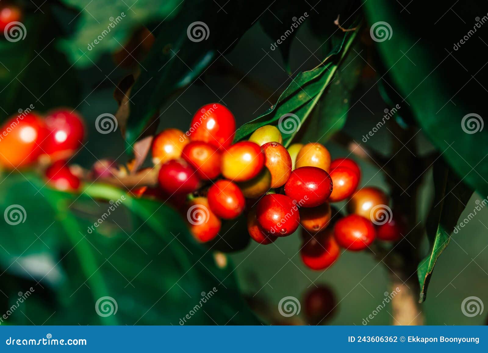 Fresh Red Arabica Cherry Coffee Beans with Coffee Trees Stock Photo ...