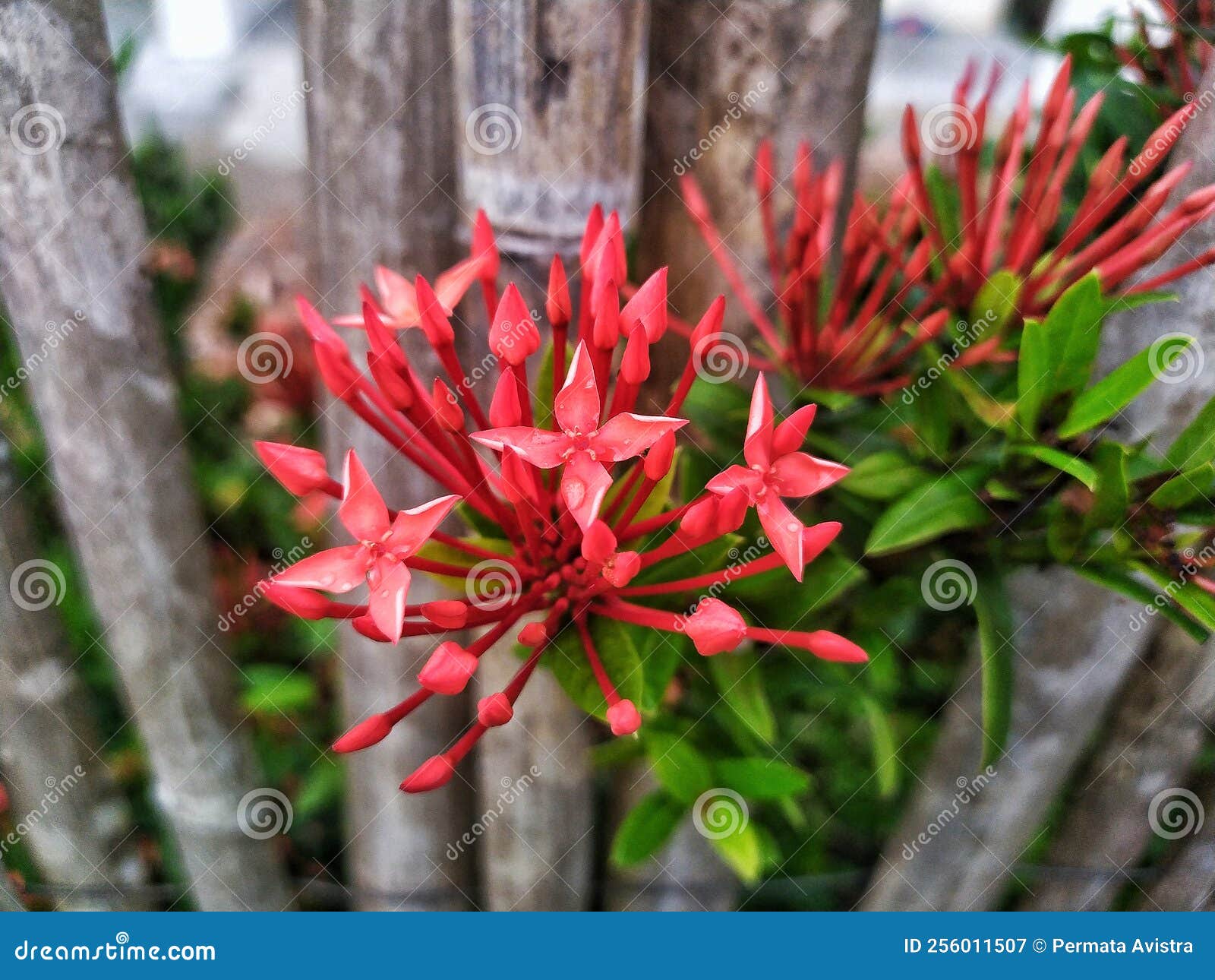 Fresh Red Asoca Flower or Sacara Asoca Stock Image - Image of flower ...