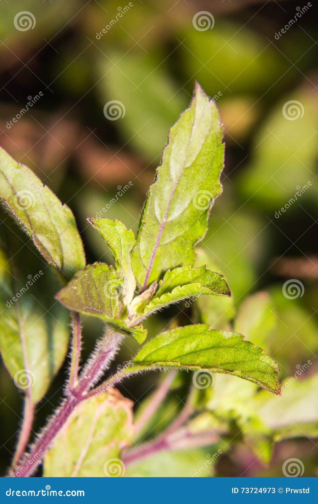 Fresh Red Basil Flower Plant Macro Stock Image - Image of green ...