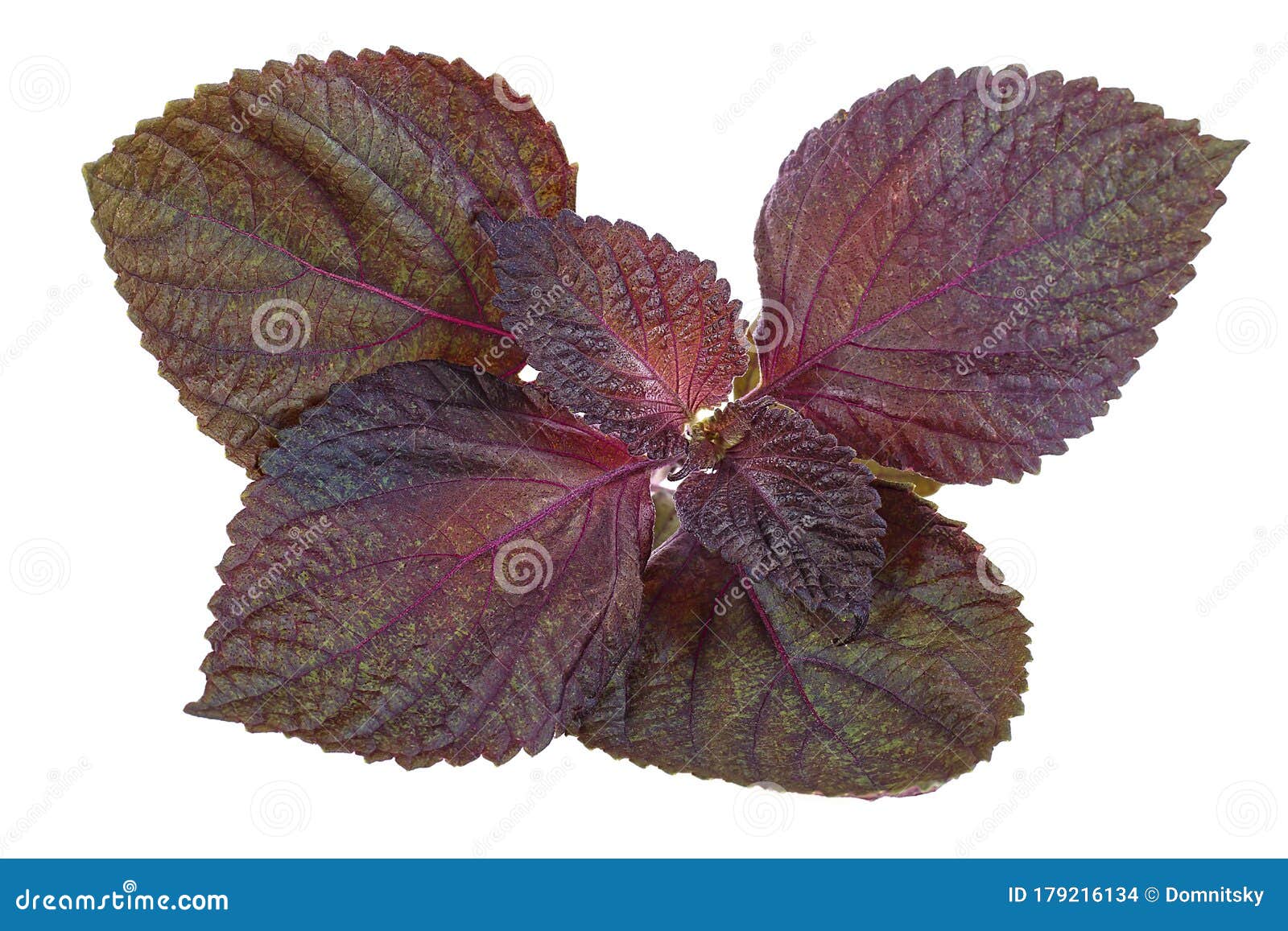 Fresh Red Basil Herb Leaves Isolated on White Background. Purple Basil ...