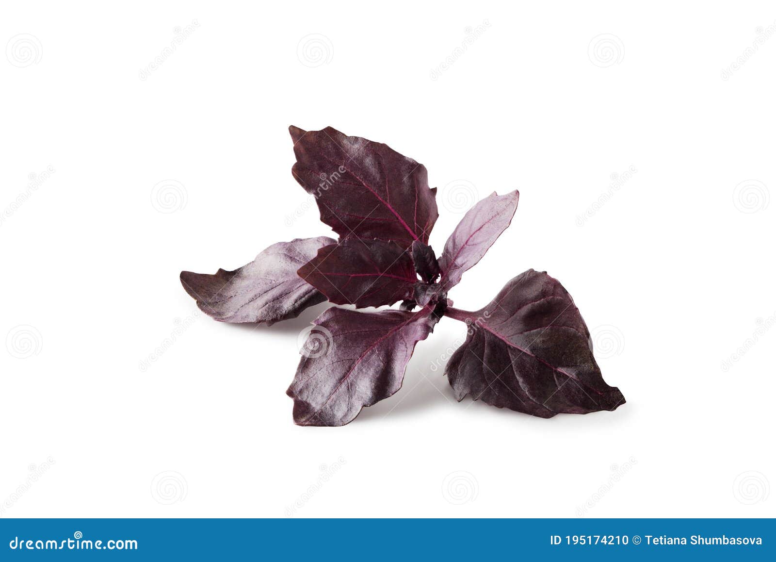Fresh Red Basil Leaves Isolated on White Background. Clipping Path ...