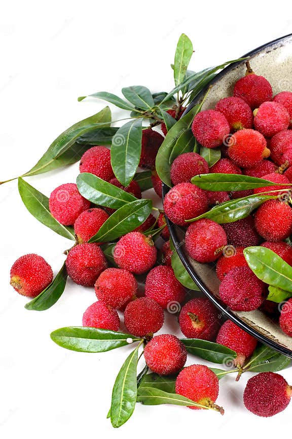 Fresh red bayberry stock image. Image of fruit, ripe - 19182207