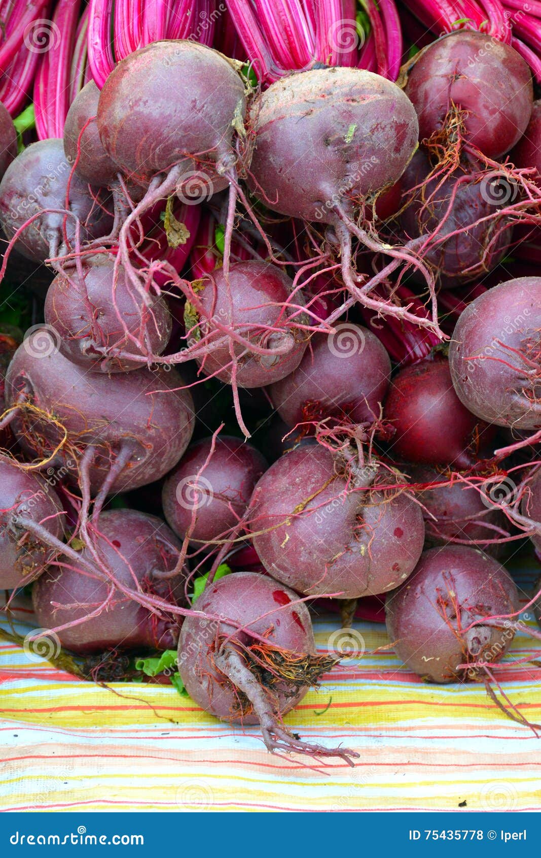 Fresh red beets stock photo. Image of roots, beets, vegetable - 75435778