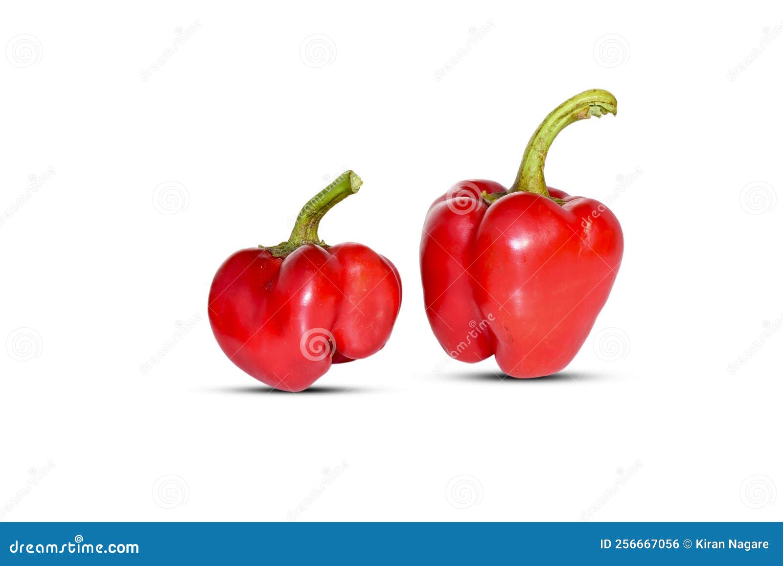 Fresh Red Bell Pepper ( Capsicum ) Stock Photo - Image of vivid, eating ...