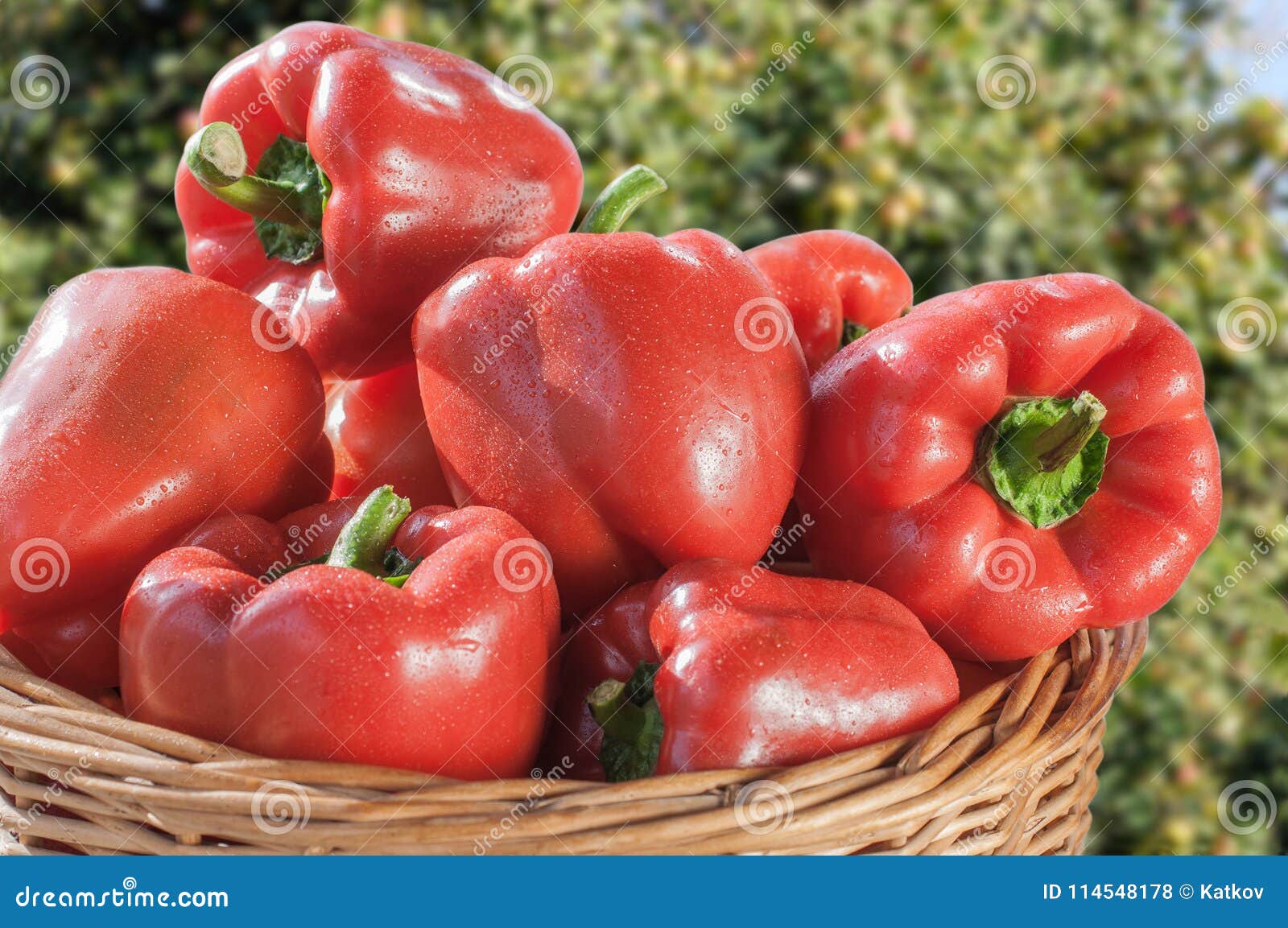Fresh red bell pepper stock photo. Image of agriculture - 114548178