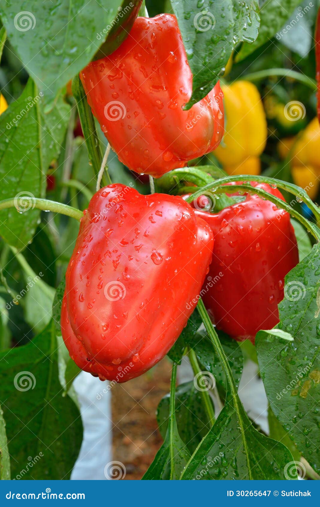 Fresh red bell peppers stock image. Image of field, glasshouse - 30265647