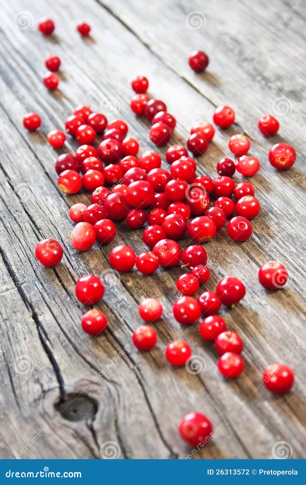 Fresh red berries stock photo. Image of green, closeup - 26313572