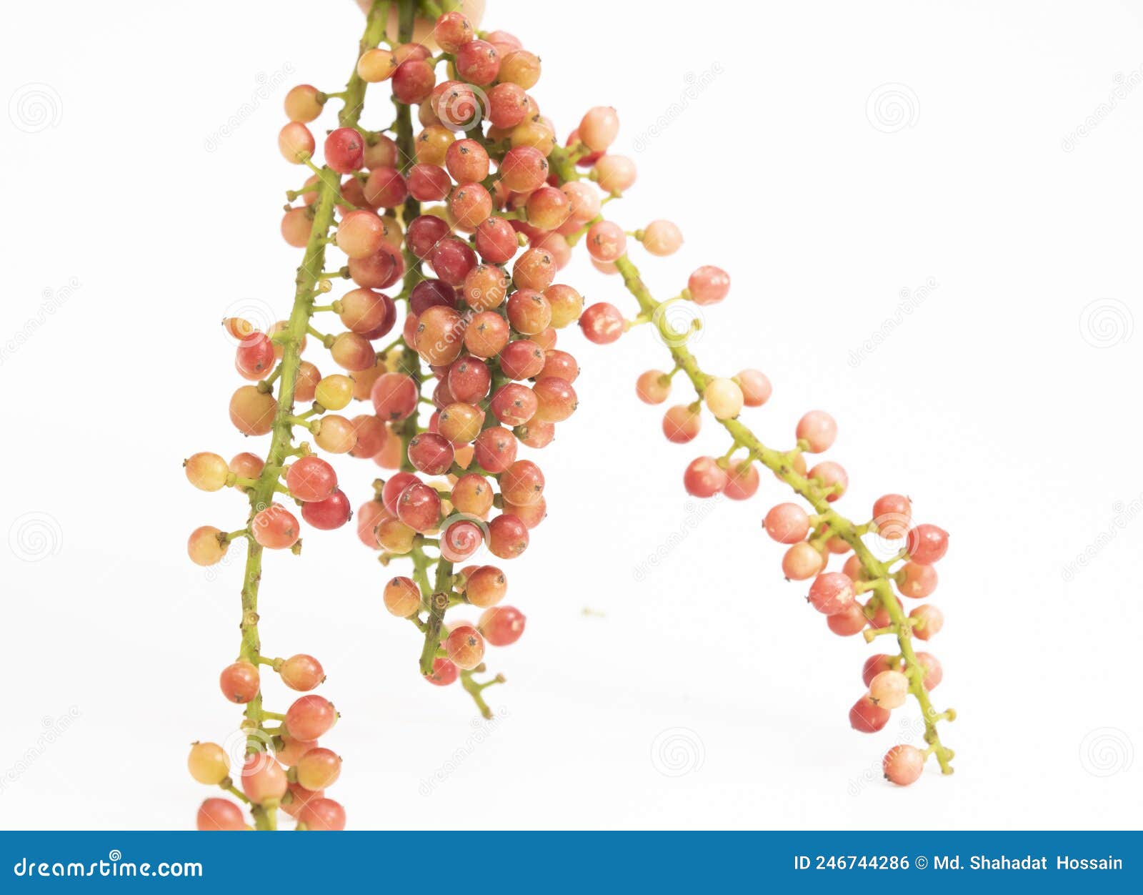 Fresh Red Berries Decorated Vertically on White Background Stock Photo ...