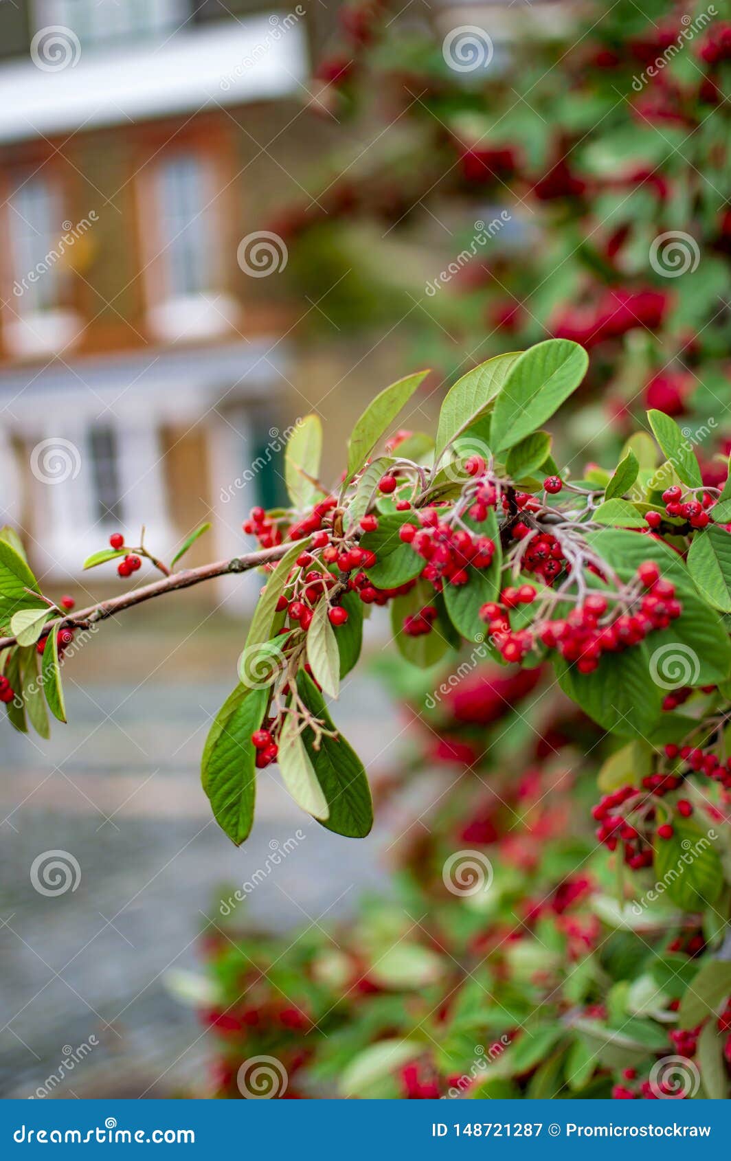The Fresh and Red Berries on the Green Plant Stock Image - Image of ...